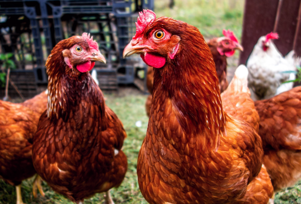 Quiz: What's Your Chicken-ality?